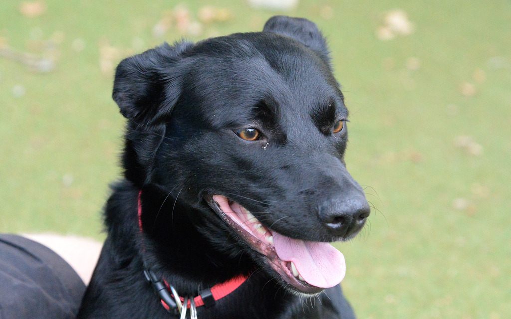 Bonita - Medium Female Kelpie x Labrador Mix Dog in VIC - PetRescue