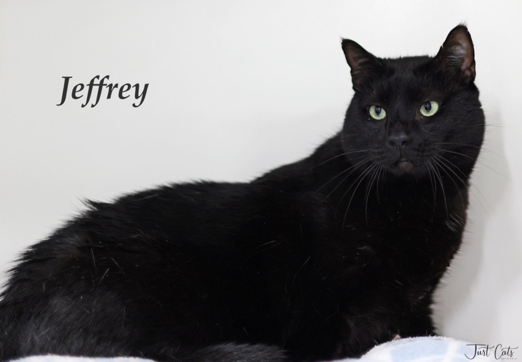 Jeffrey - Male Domestic Short Hair Cat in TAS - PetRescue