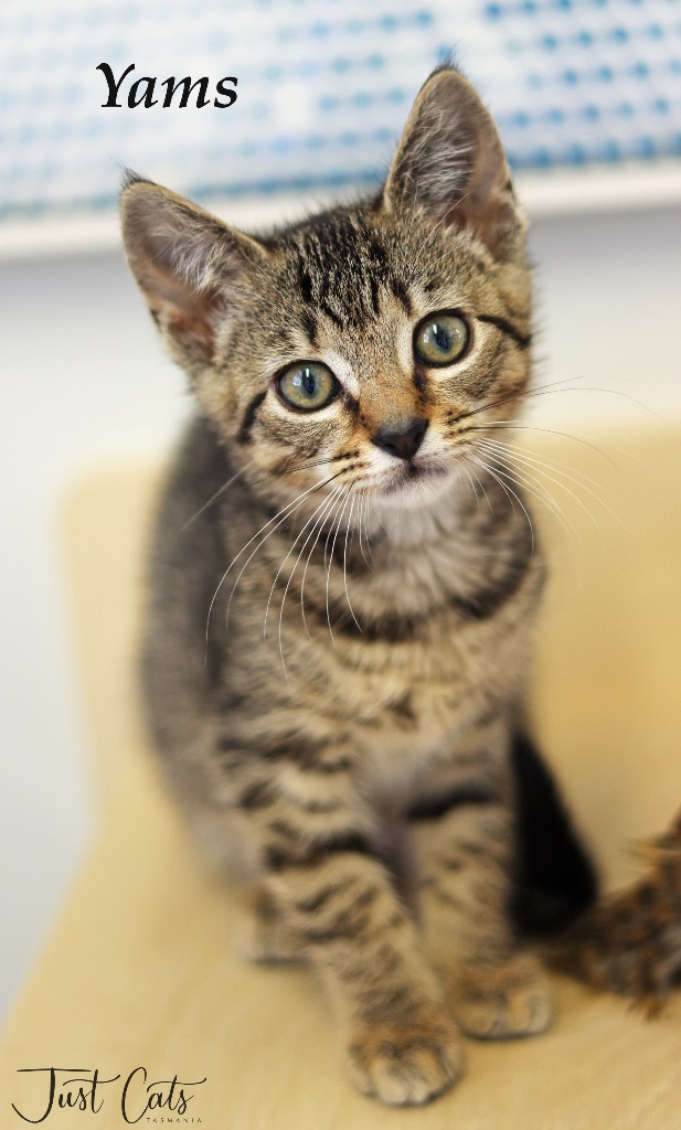 Yams - Female Domestic Short Hair Cat in TAS - PetRescue