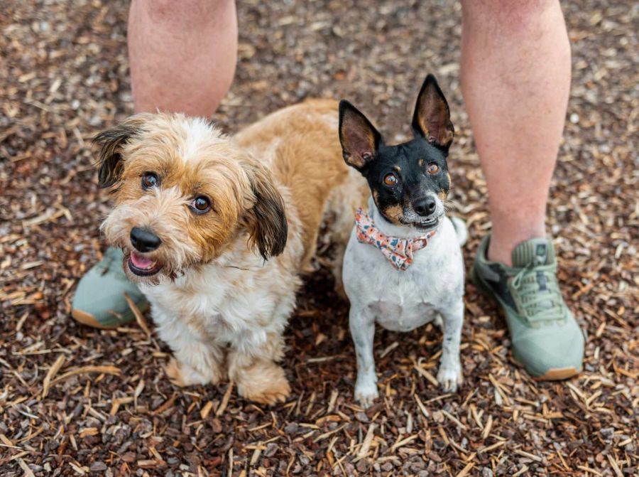 Tikka & Tigra - Small Female Mixed Breed Dog in NSW - PetRescue