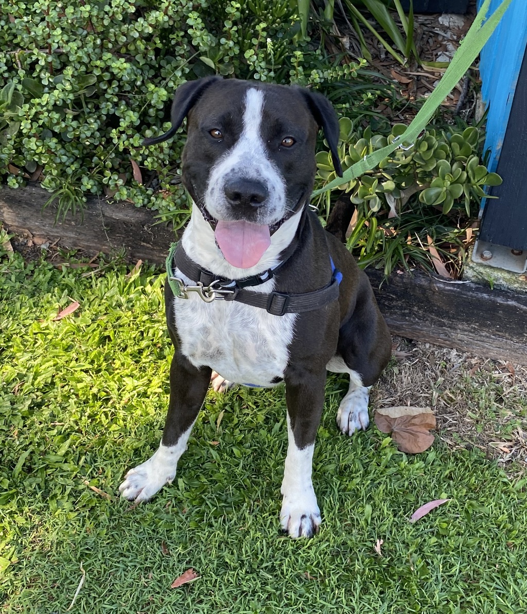 Buddah - Large Male Bullmastiff x American Staffordshire Bull Terrier ...