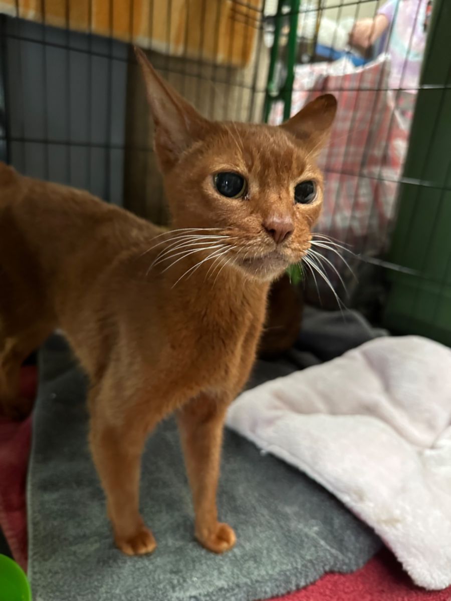Dante - Male Abyssinian Cat in VIC - PetRescue