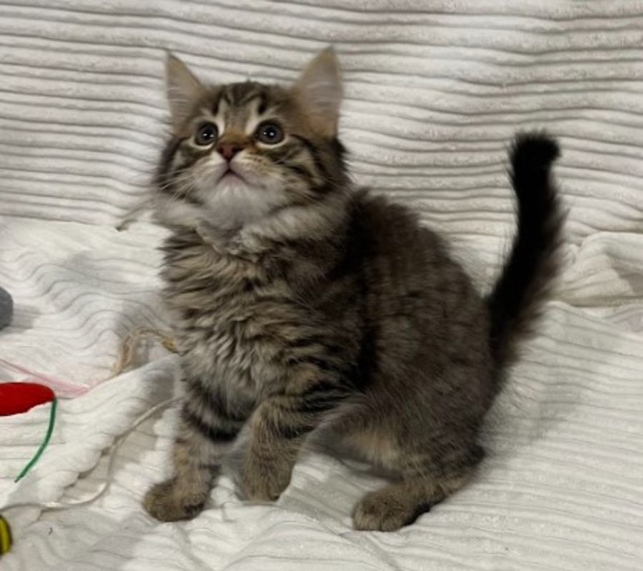 Mable - Female Domestic Medium Hair Cat in VIC - PetRescue