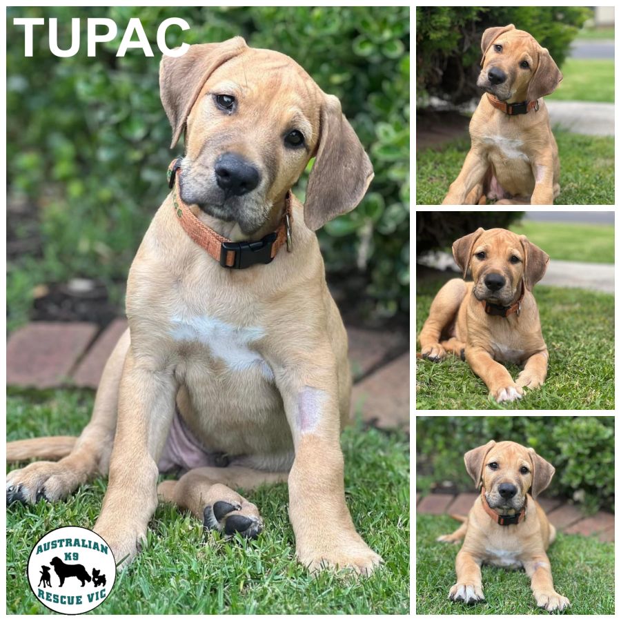 Tupac - Large Male Great Dane Mix Dog in VIC - PetRescue