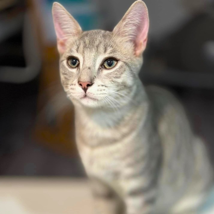 Kieran - Male Domestic Short Hair Cat in WA - PetRescue