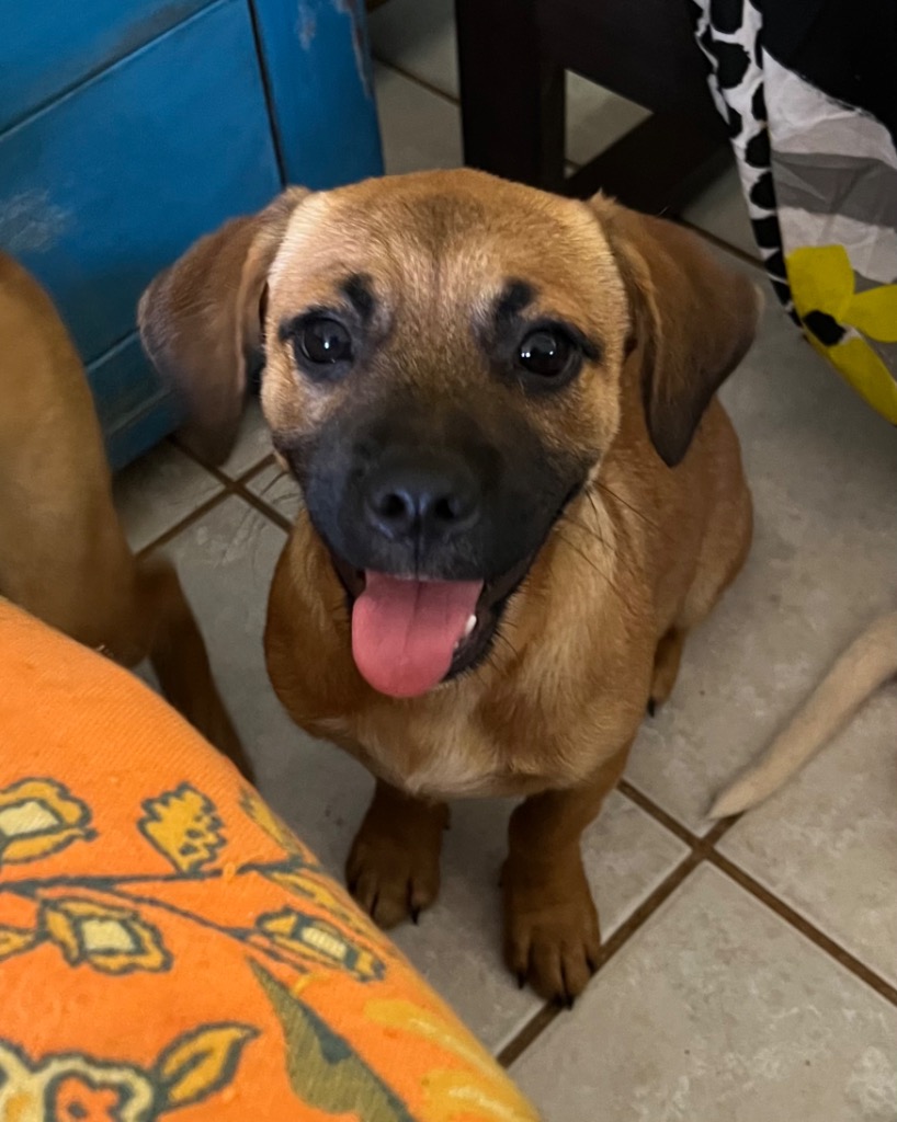 Opah - Medium Male Rhodesian Ridgeback x Mixed Breed Mix Dog in WA ...