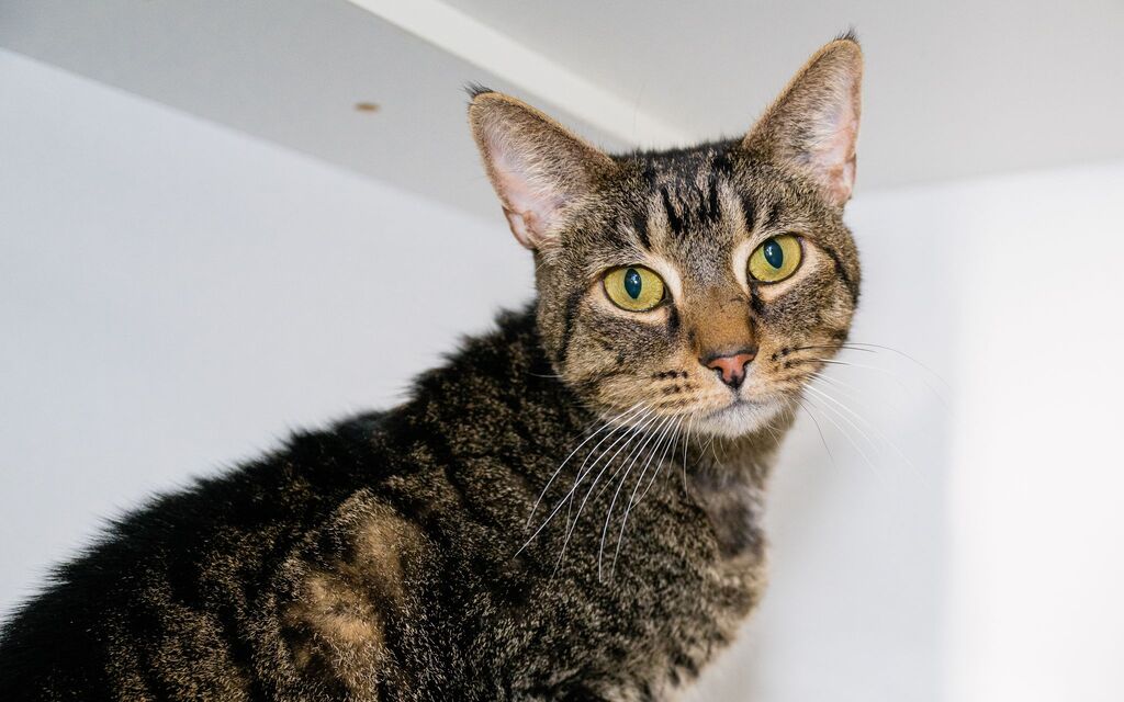 Chief Keef - Male Domestic Short Hair Mix Cat in VIC - PetRescue