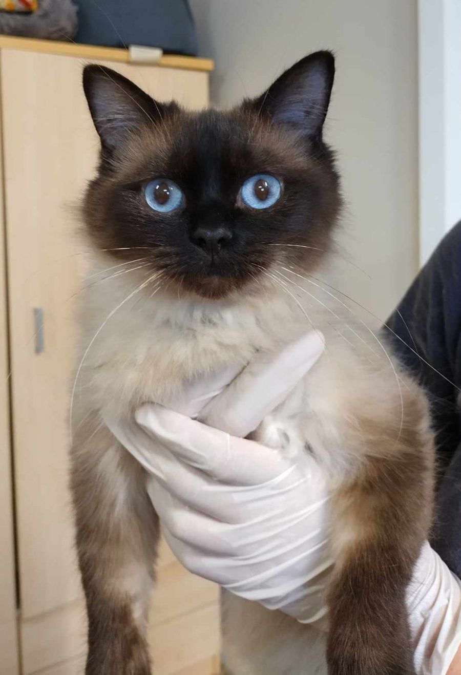 Akira - Female Ragdoll Cat in NSW - PetRescue