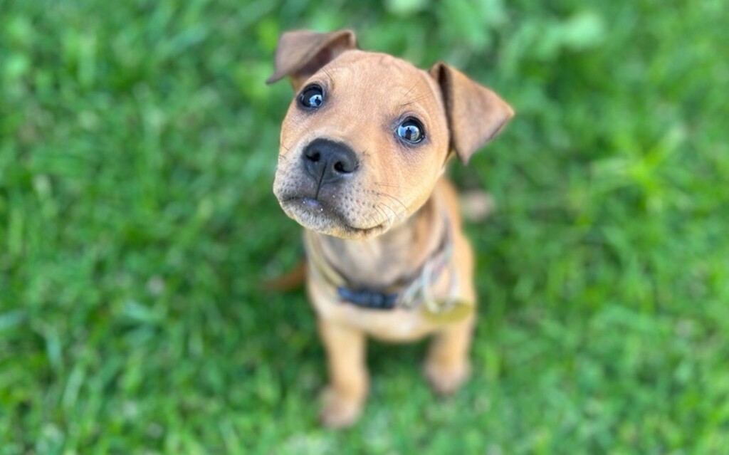 Eevee - Medium Female Rhodesian Ridgeback x Staffordshire Bull Terrier ...