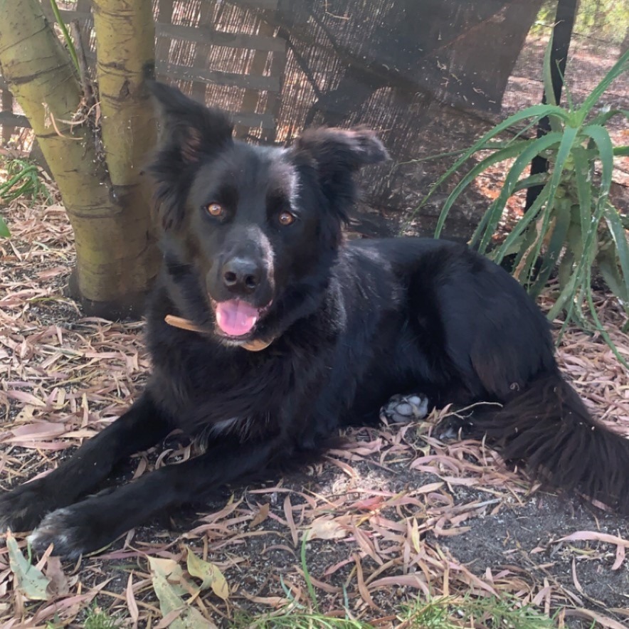 Arlo - Medium Male Border Collie x Kelpie Mix Dog in WA - PetRescue