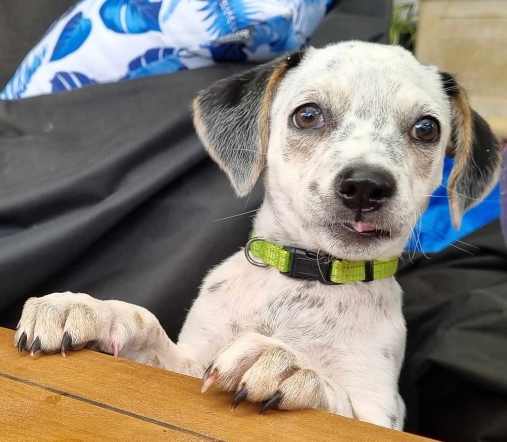 Geri - Medium Female Mixed Breed Dog in WA - PetRescue