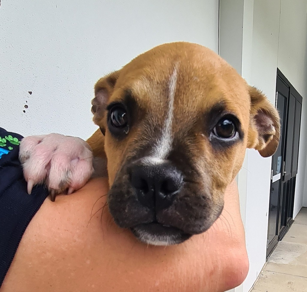Teddy - Large Male Boxer Mix Dog in QLD - PetRescue