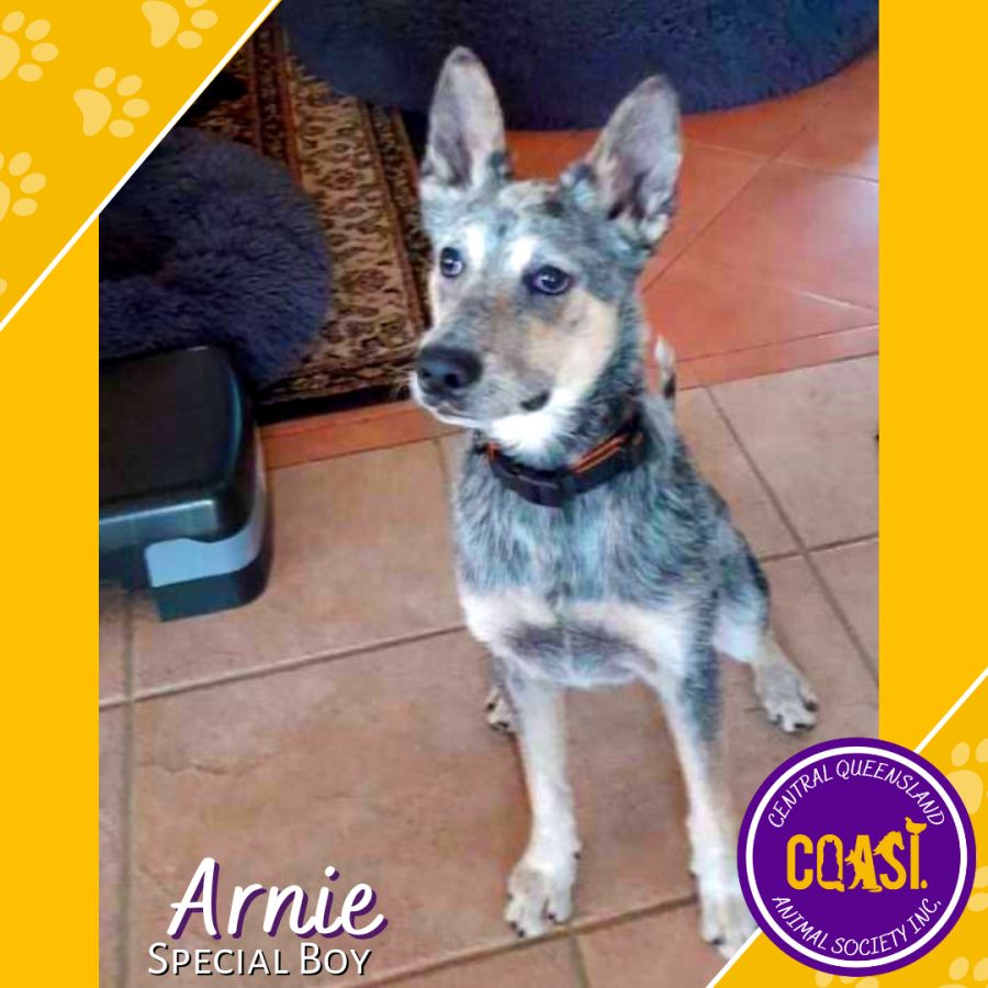 Arnie - Medium Male Australian Cattle Dog Dog in QLD - PetRescue