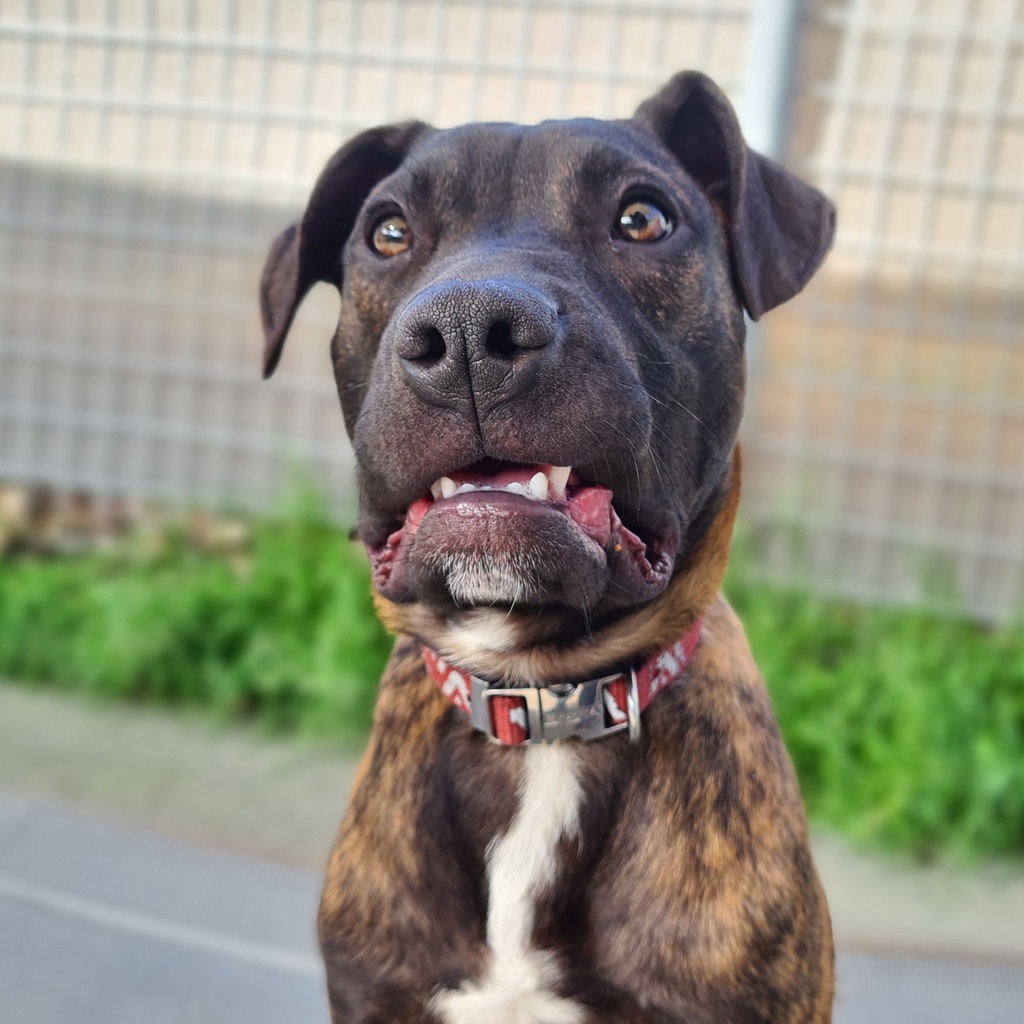 Theo - Large Male American Staffordshire Terrier Mix Dog in VIC - PetRescue