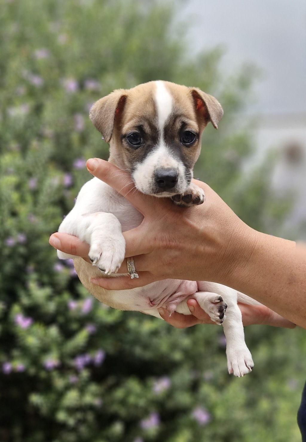 George - Small Male Chihuahua Mix Dog in ACT - PetRescue
