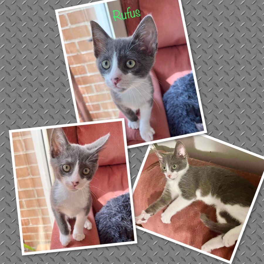 Rufus - Male Domestic Short Hair Cat in NSW - PetRescue