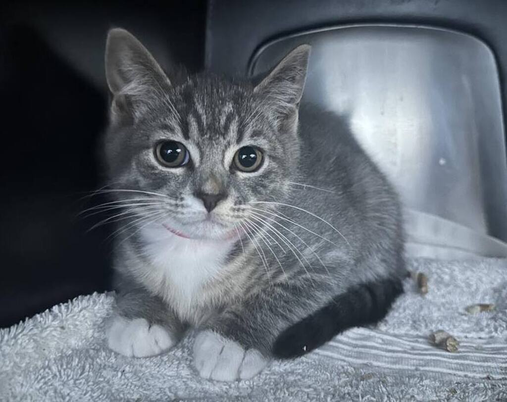 Crumpet - Female Domestic Short Hair Cat in ACT - PetRescue