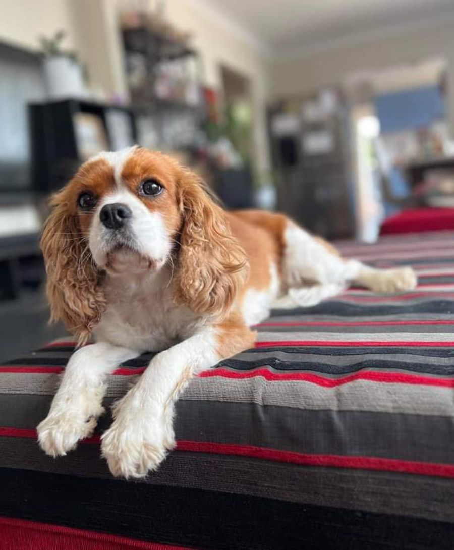 Bailee - Small Female Cavalier King Charles Spaniel Dog in NSW - PetRescue