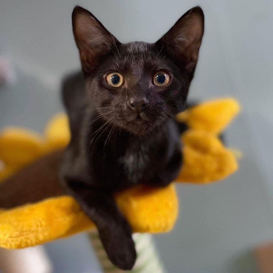 9905 - Roderick - Male Domestic Short Hair Cat in WA - PetRescue