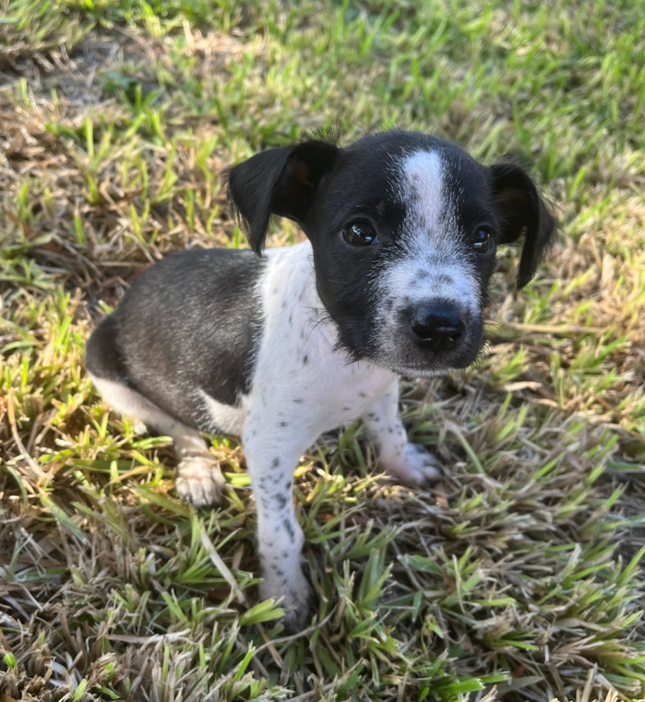 Baler - Small Female Jack Russell Terrier x Mixed Breed Mix Dog in WA ...