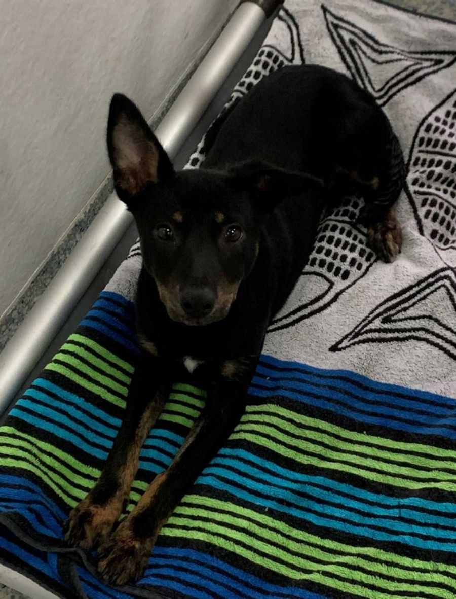 Cassie - Medium Female Kelpie Mix Dog in VIC - PetRescue