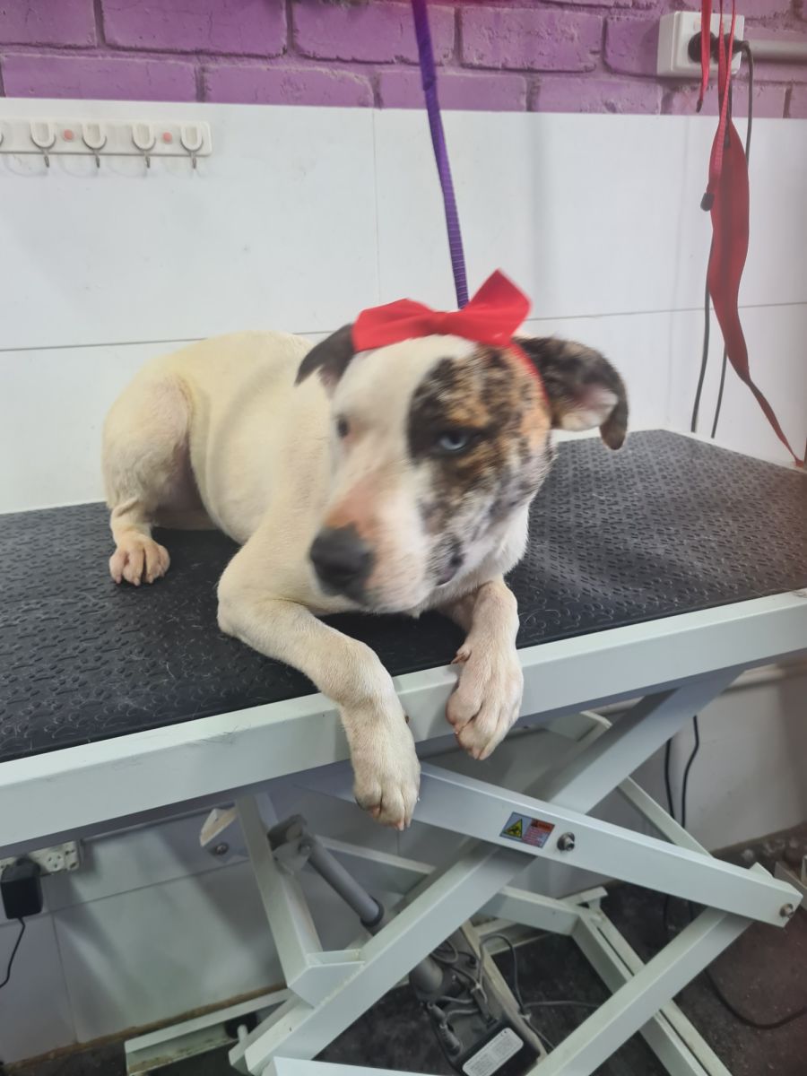 Merle - Medium Female Staffy Mix Dog in VIC - PetRescue