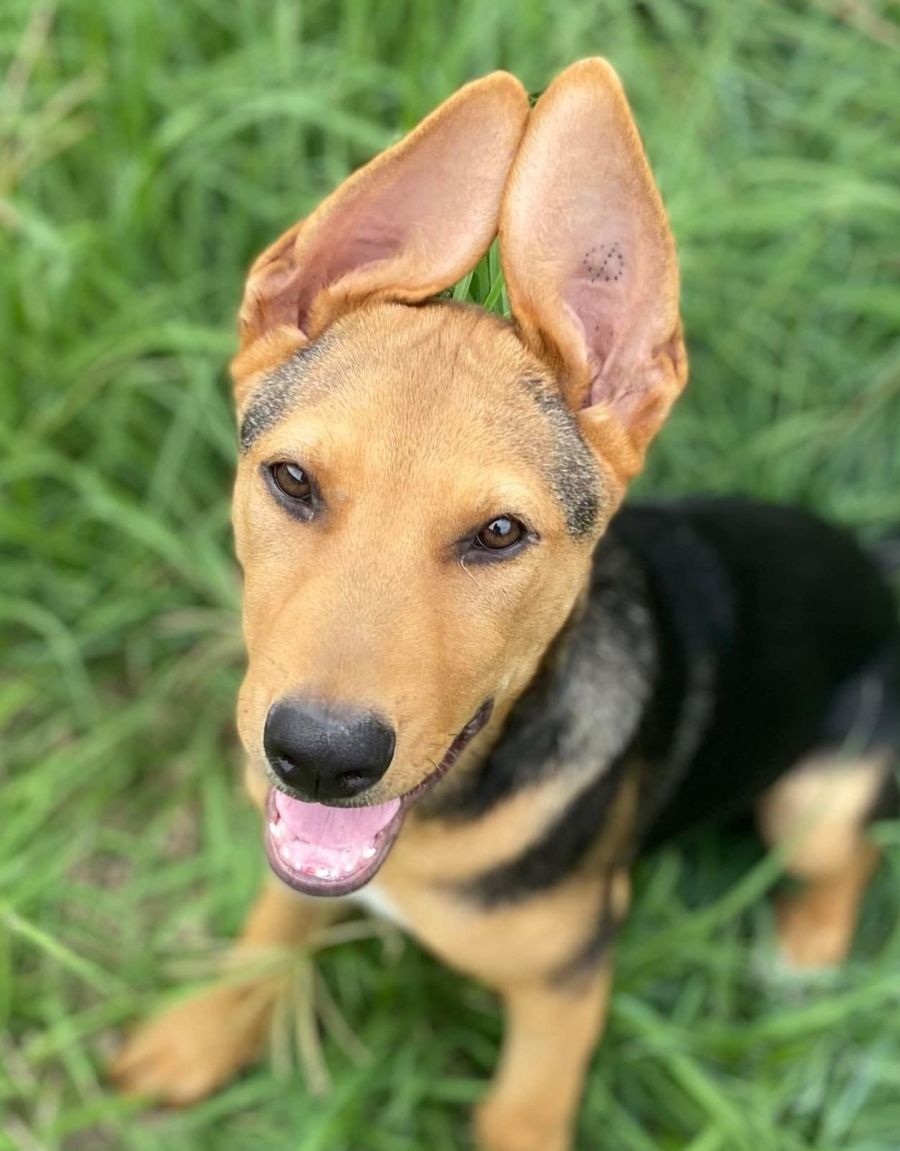 Fanta - Medium Male German Shepherd x Kelpie Mix Dog in QLD - PetRescue