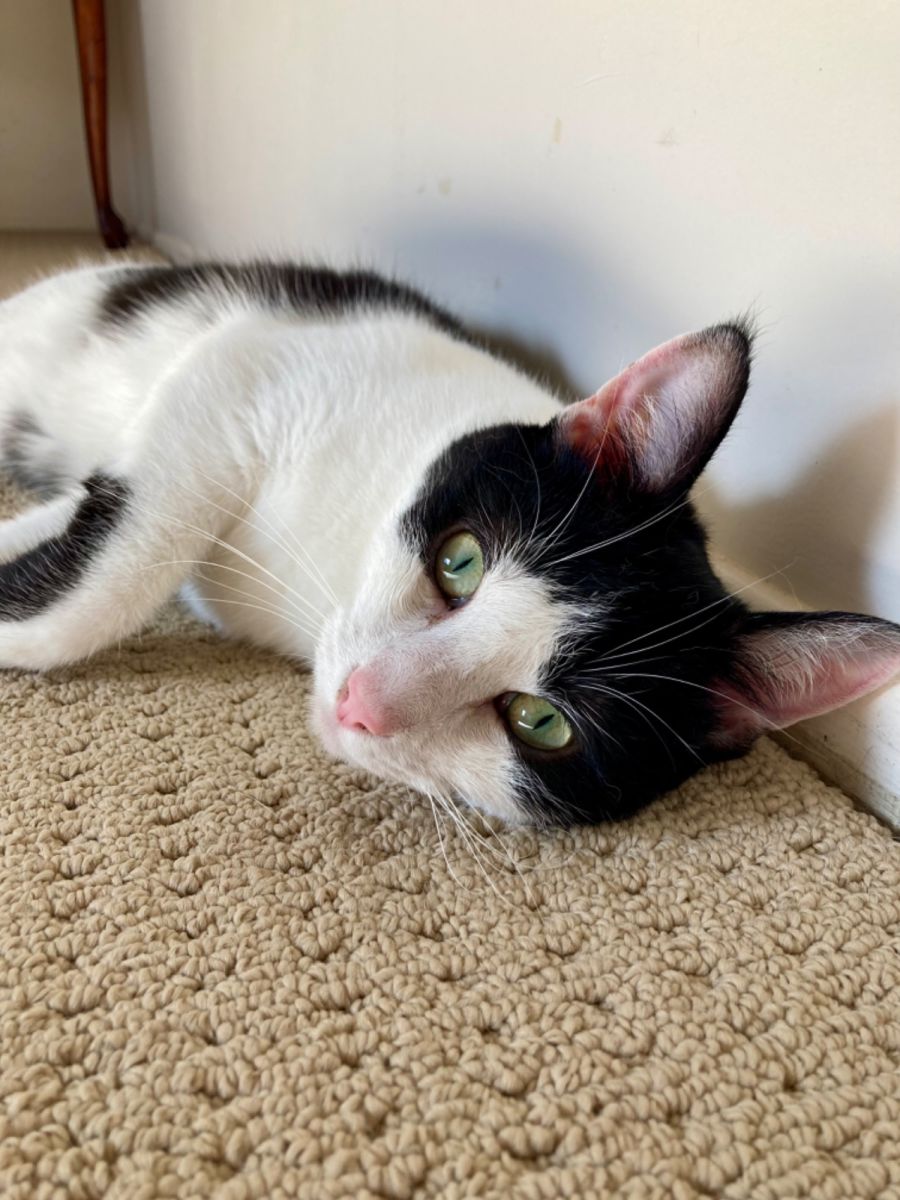 Julia - Female Domestic Short Hair Cat in QLD - PetRescue