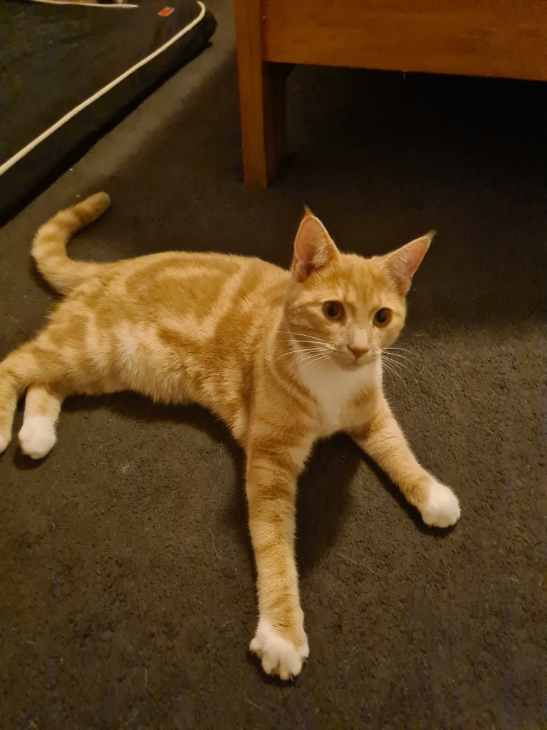 Soufflé - Male Domestic Short Hair Cat in VIC - PetRescue