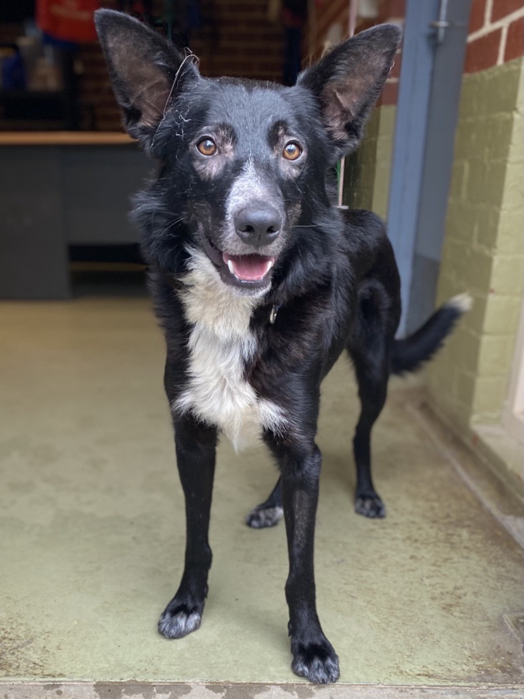 Tex - Large Male Border Collie Mix Dog in VIC - PetRescue