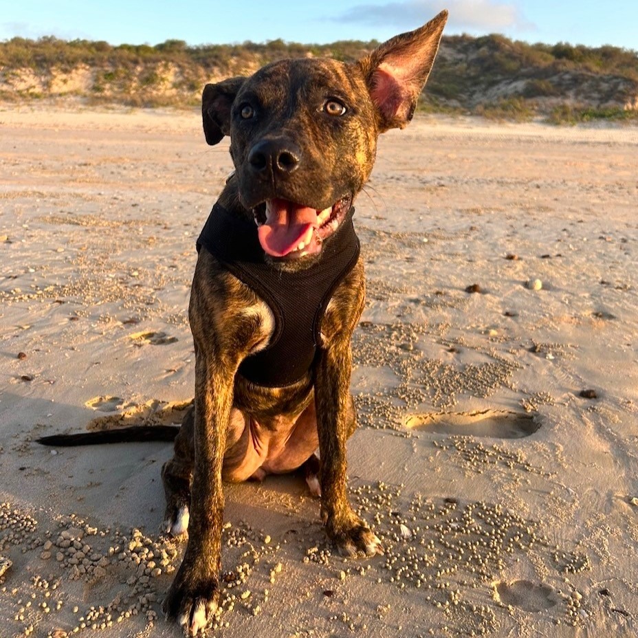 Fudge - Medium Female Mixed Breed Dog in WA - PetRescue