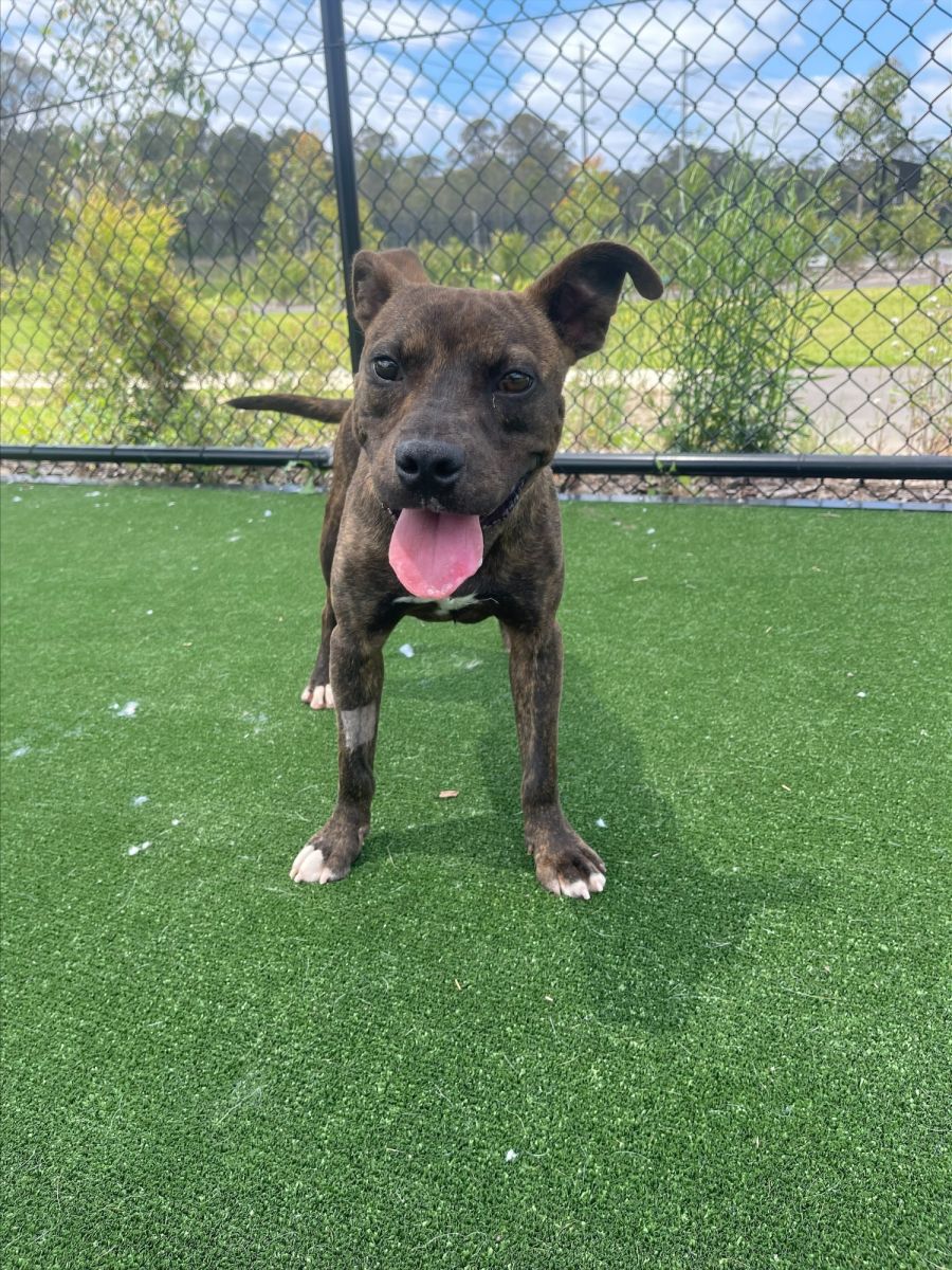 Swartz imp 2173 - Small Male Staffy Mix Dog in NSW - PetRescue