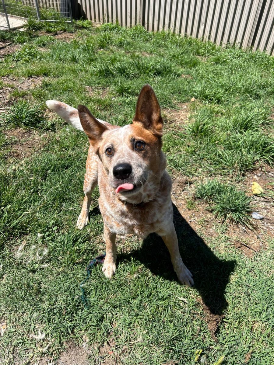 ARI - Medium Male Red Heeler Mix Dog in VIC - PetRescue