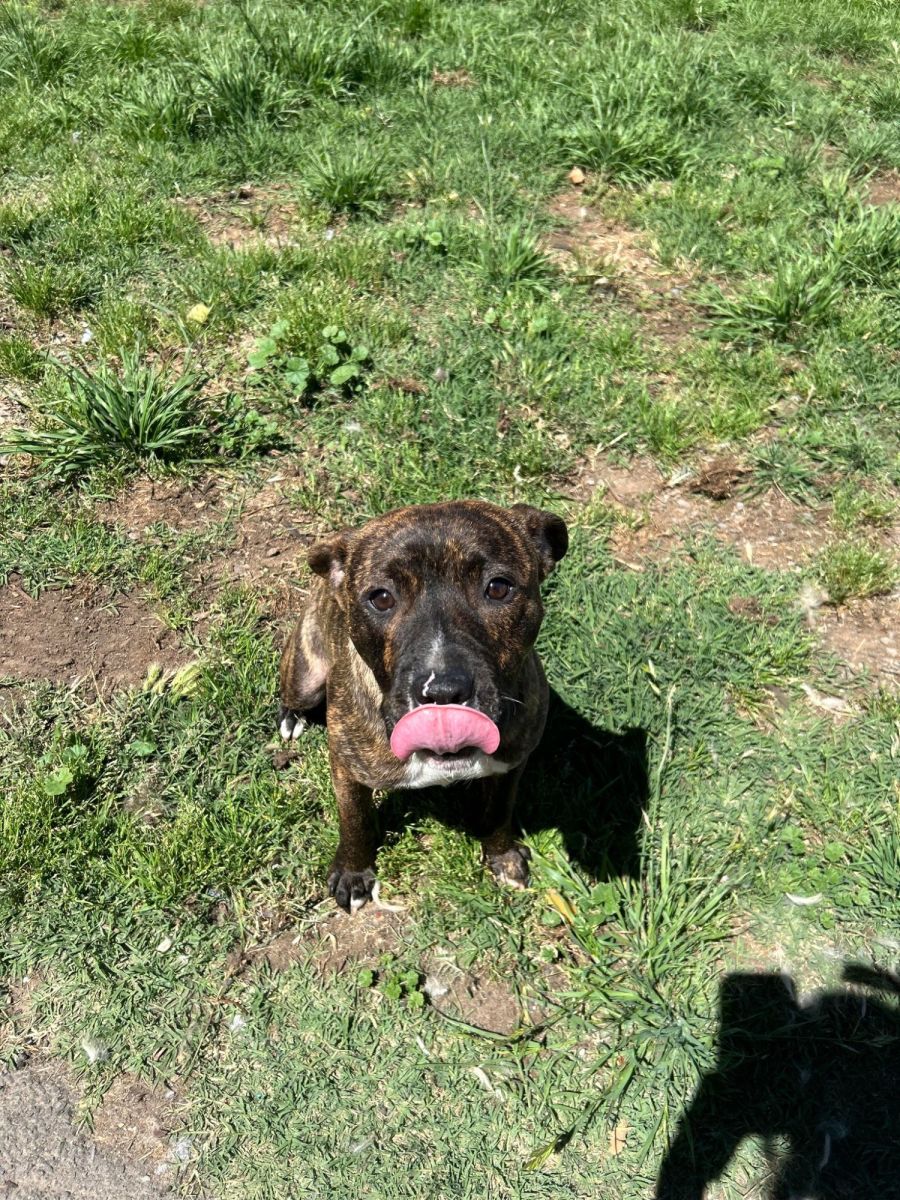 Occy - Small Male Staffy Mix Dog in VIC - PetRescue