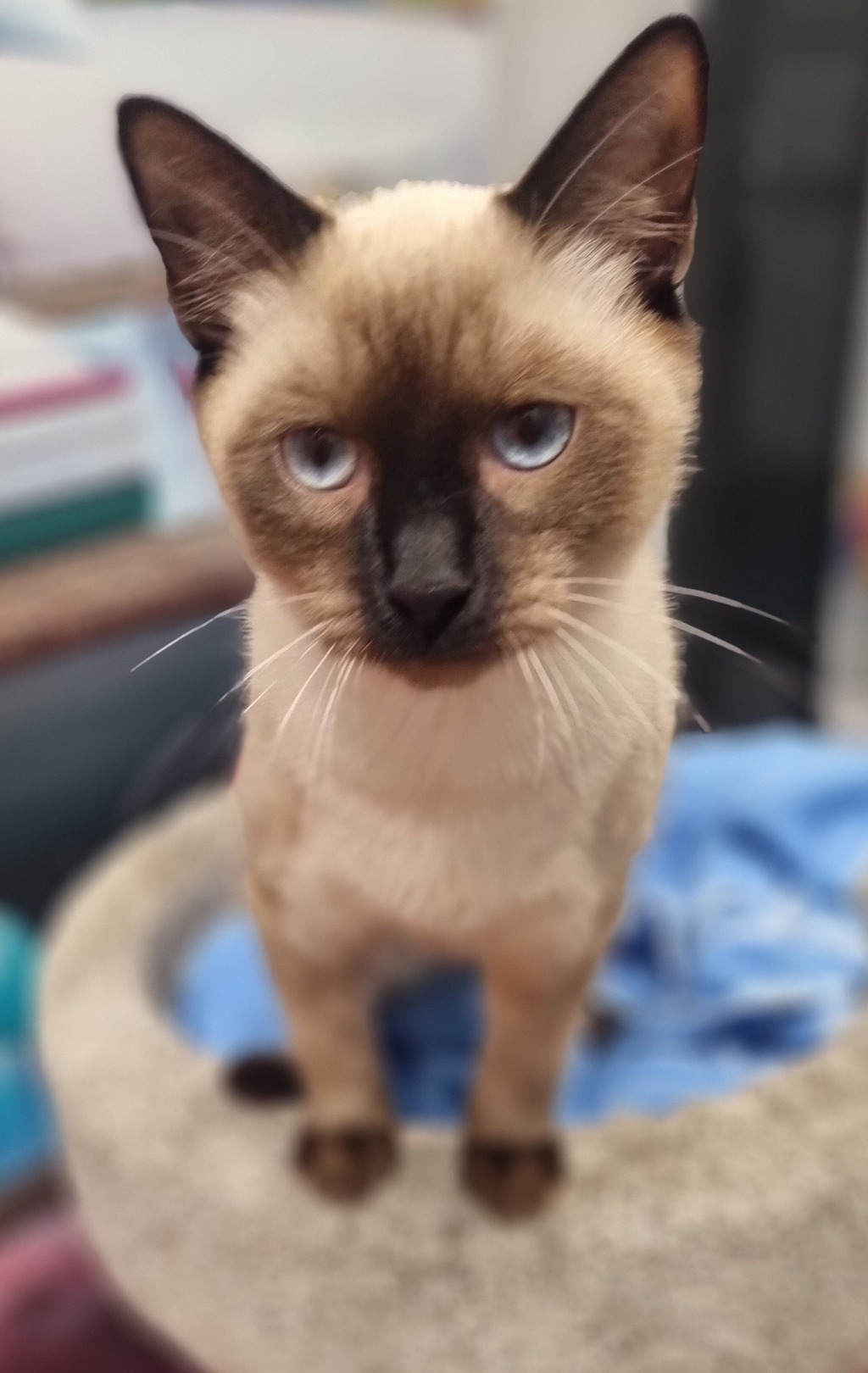 Ravi - Male Burmese Mix Cat in QLD - PetRescue