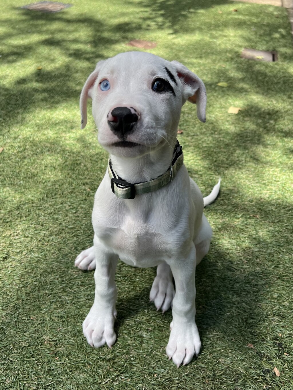 Bluey - Small Male German Shorthaired Pointer x Poodle Standard Mix Dog ...