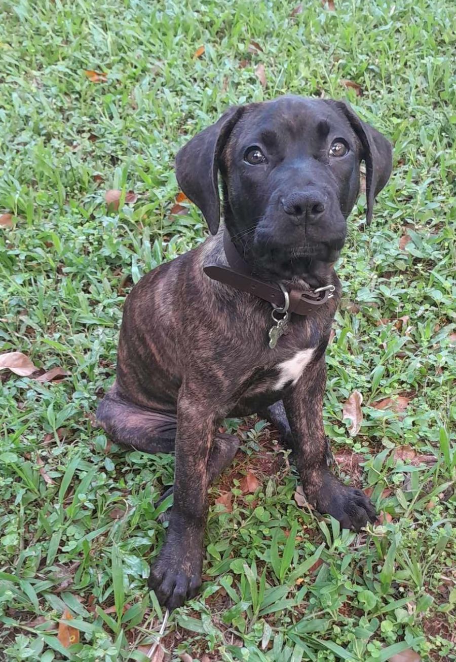 Gretel - Large Female Mastiff Mix Dog in QLD - PetRescue