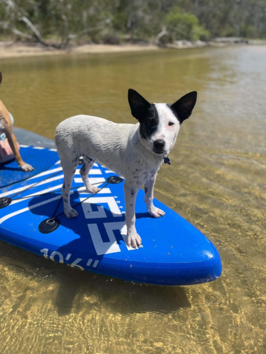 Boston - Medium Male Australian Stumpy Tail Cattle Dog x Jack Russell ...