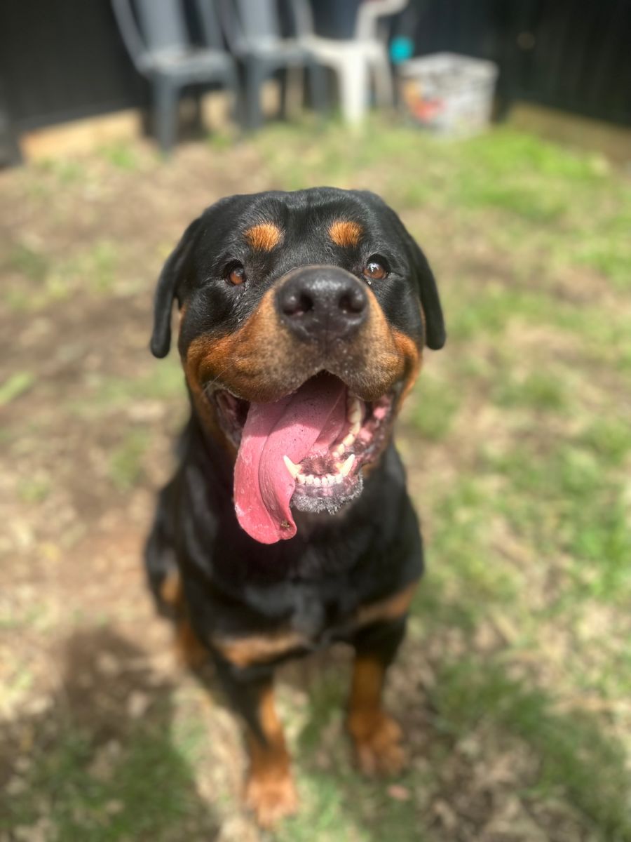 Benson - Large Male Rottweiler Dog in NSW - PetRescue