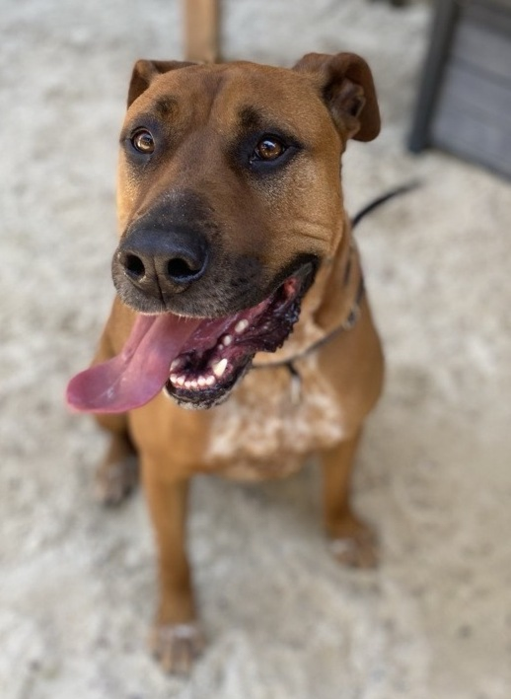 Leonard - Large Male Rhodesian Ridgeback x English Staffordshire Bull ...