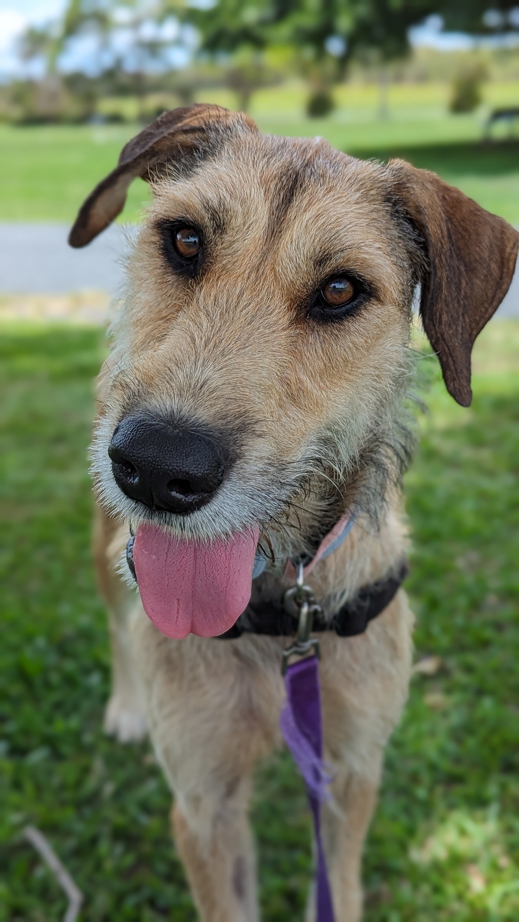 Keeva - Large Female Great Dane x Irish Wolfhound Mix Dog in QLD ...