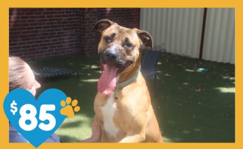 Pesto - Large Male Rhodesian Ridgeback x American Staffy Mix Dog in VIC ...