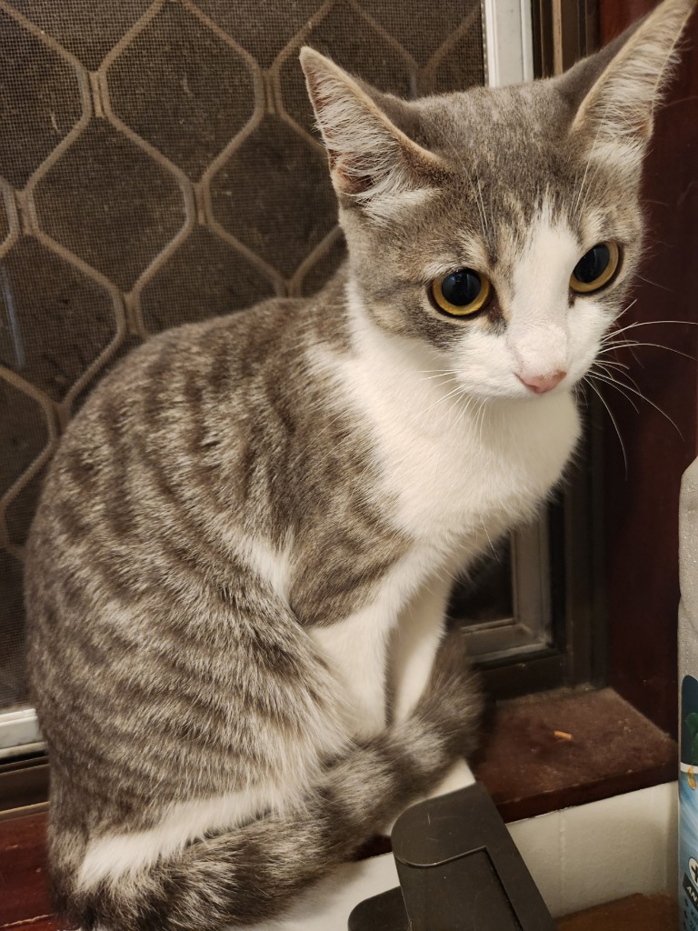 Leena - Female Domestic Short Hair Cat in QLD - PetRescue