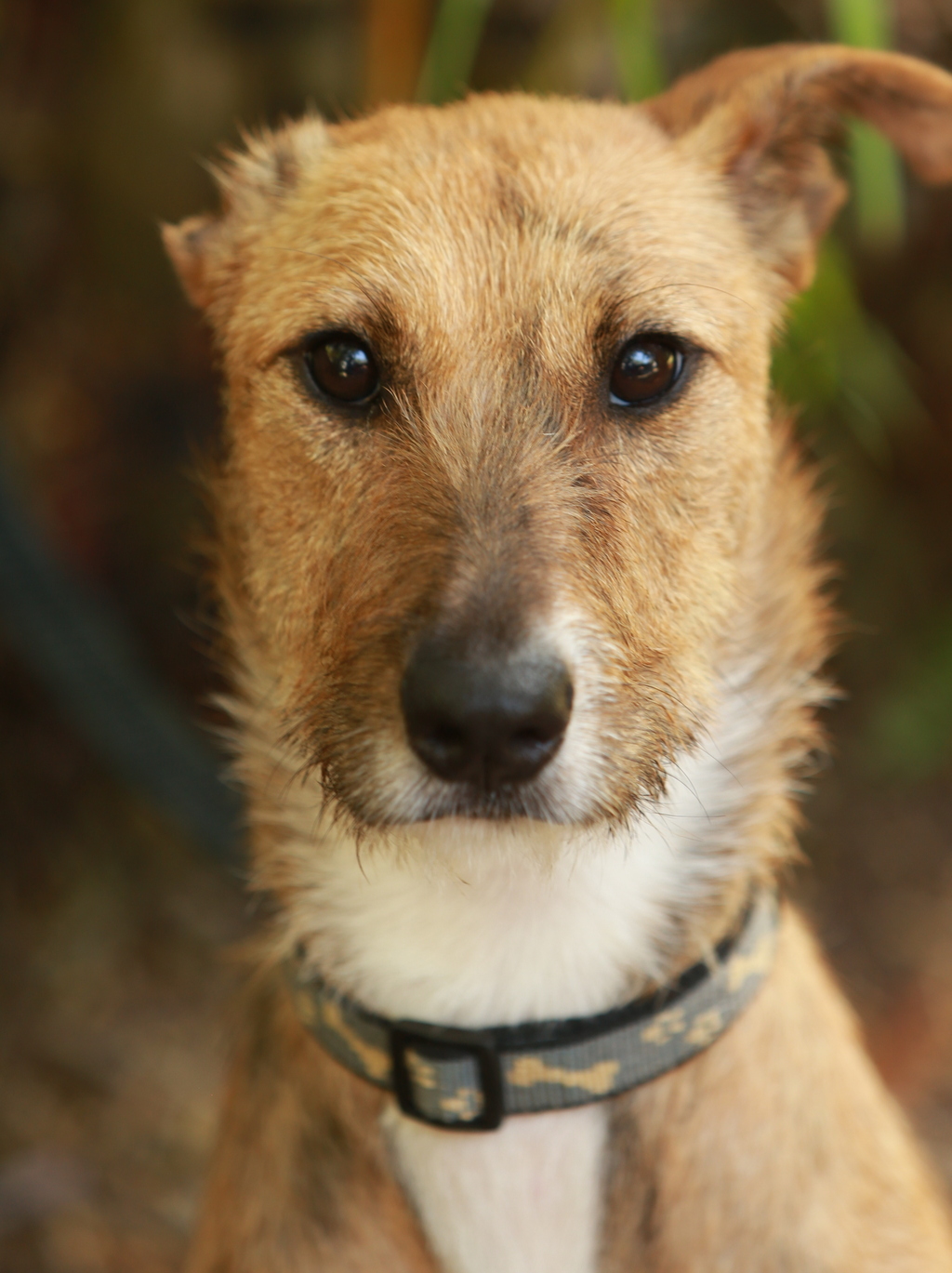 Nasa - Medium Female Irish Terrier Mix Dog in QLD - PetRescue