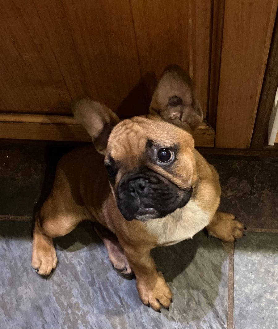 Ewok - Small Male French Bulldog Dog in QLD - PetRescue
