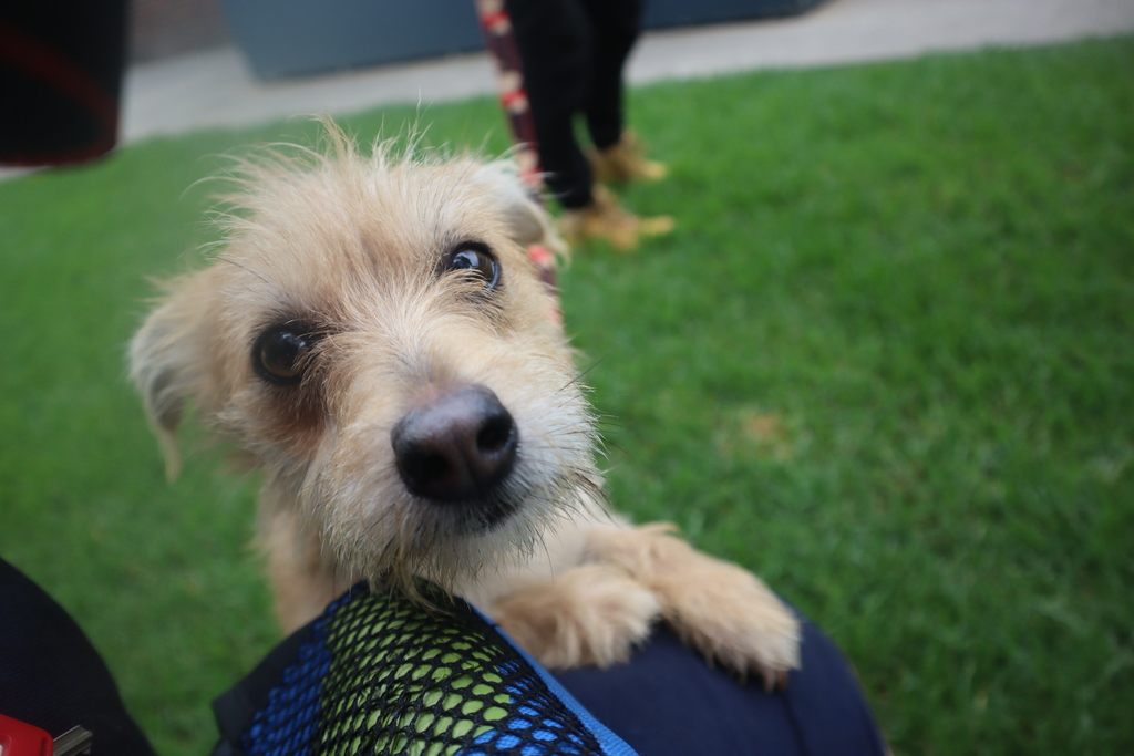 Snookie - Small Female Maltese Mix Dog in VIC - PetRescue