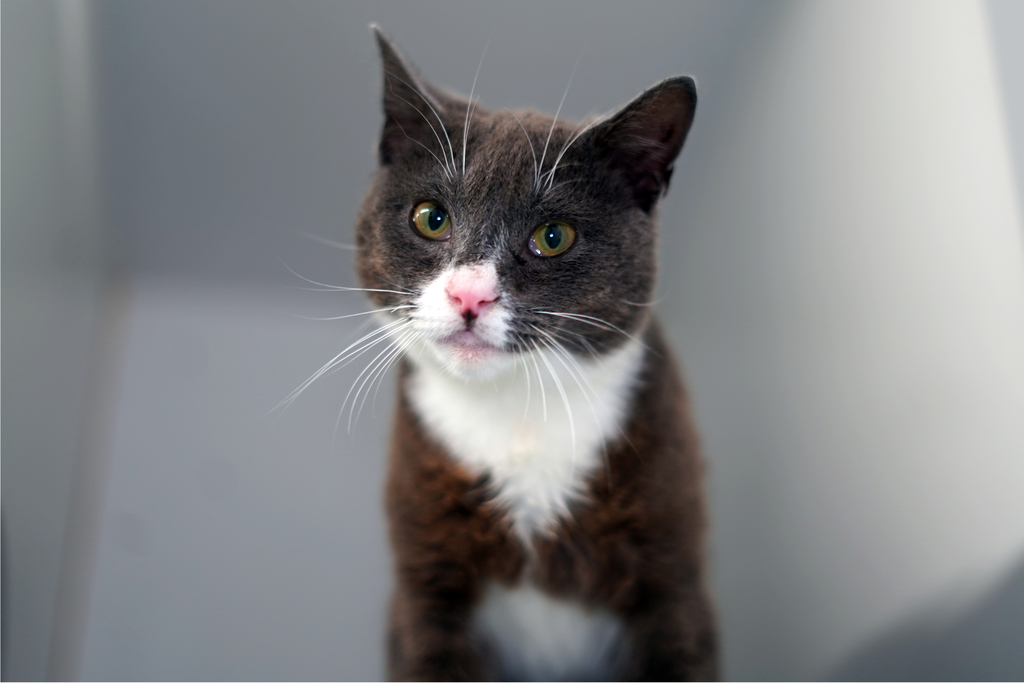 Reginald - Male Domestic Short Hair Mix Cat in VIC - PetRescue