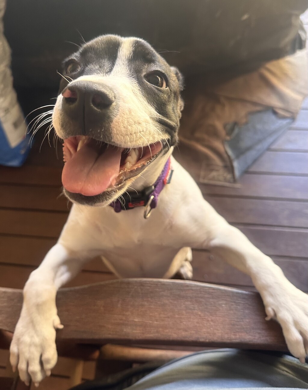 Birdie - Medium Female English Staffordshire Bull Terrier Mix Dog in ...