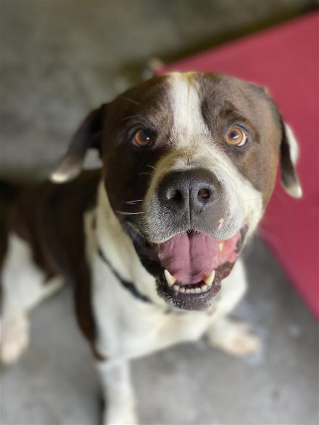 Buster - Small Male Bullmastiff x American Staffordshire Bull Terrier ...