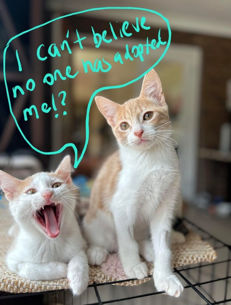 Mason & Merlin - Male Domestic Short Hair Cat in VIC - PetRescue